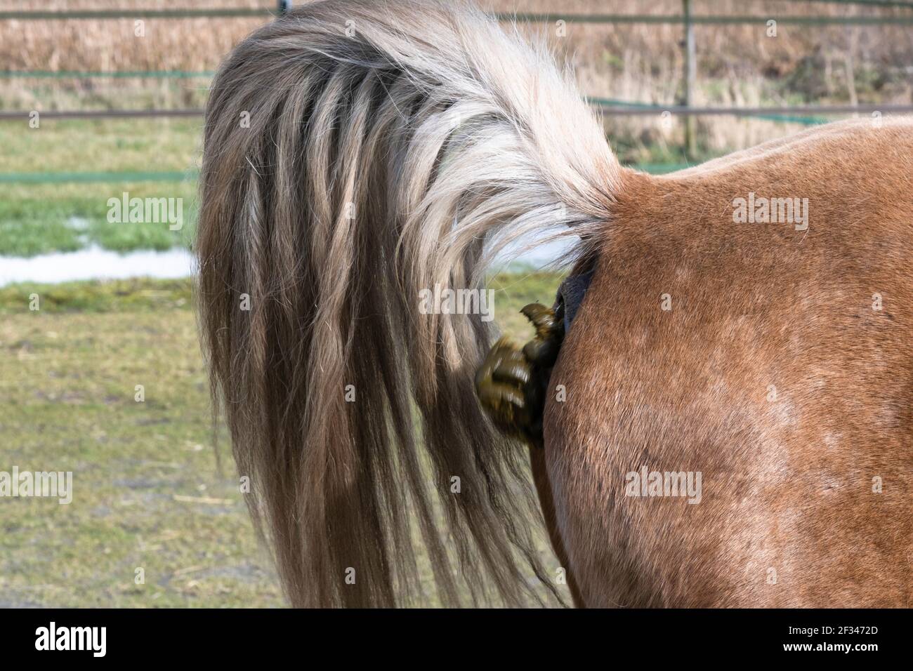 Horse lifts tail to defecate. The poo falls down from the anus with ...