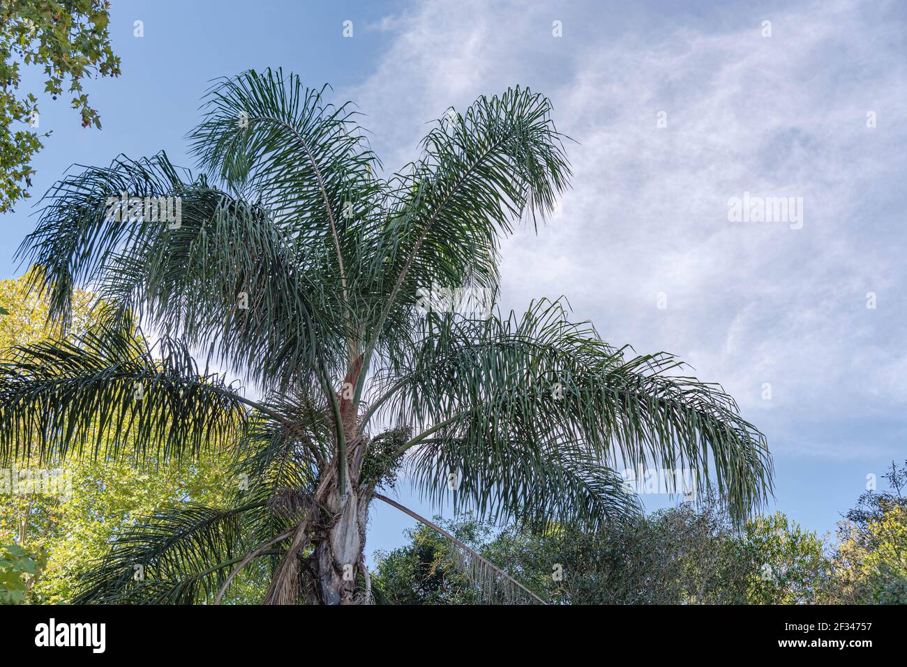 Jeriva palm tree hi-res stock photography and images - Alamy