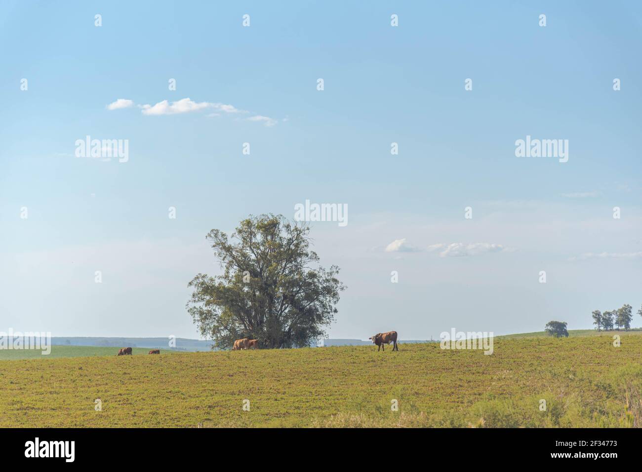 Large farm with extensive beef cattle breeding in Brazil. Farm animals ...