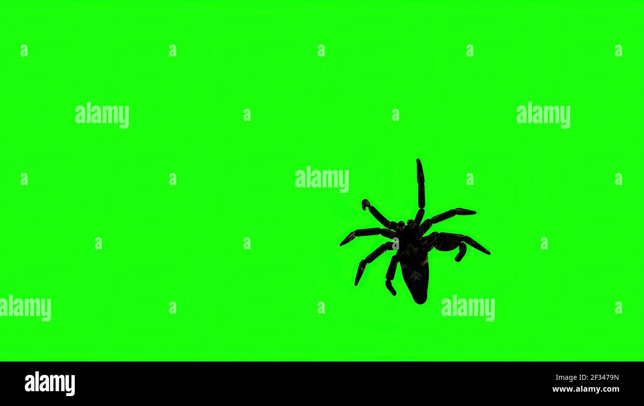 3D illustration - spider on green screen creepy crawling Stock Photo ...