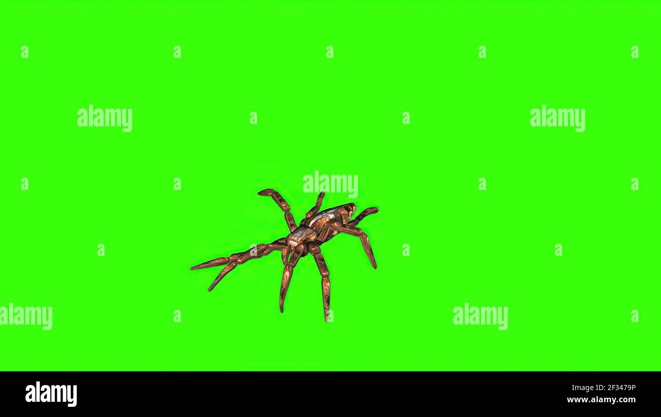 3D illustration - spider on green screen creepy crawling Stock Photo ...