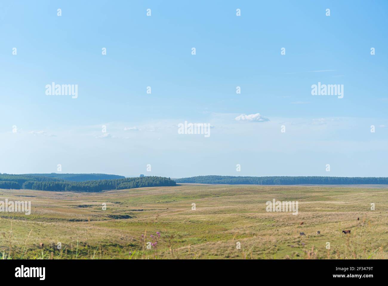 Large farm with extensive beef cattle breeding in Brazil. Farm animals ...