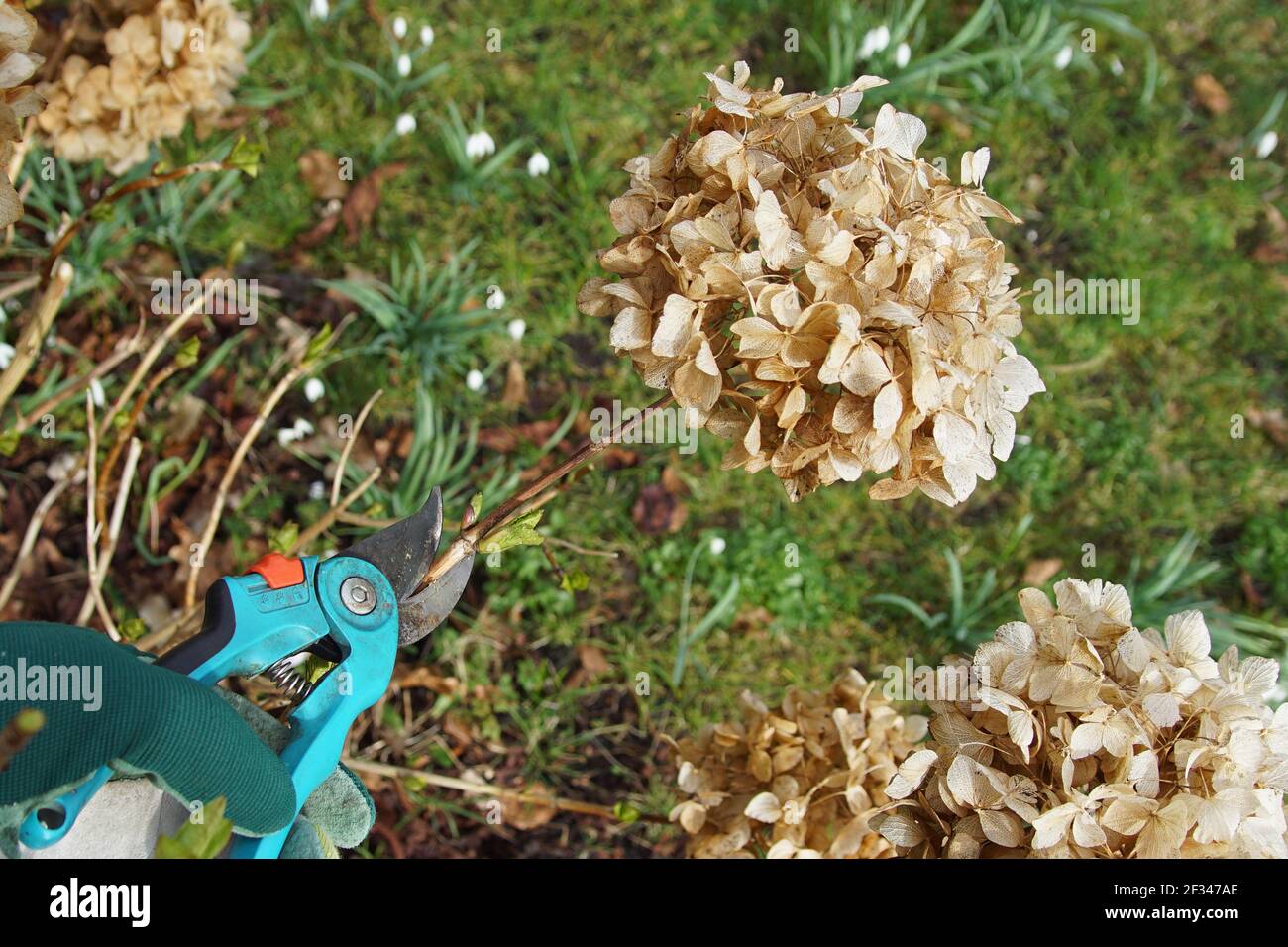 Pruning a hydrangea hi-res stock photography and images - Alamy