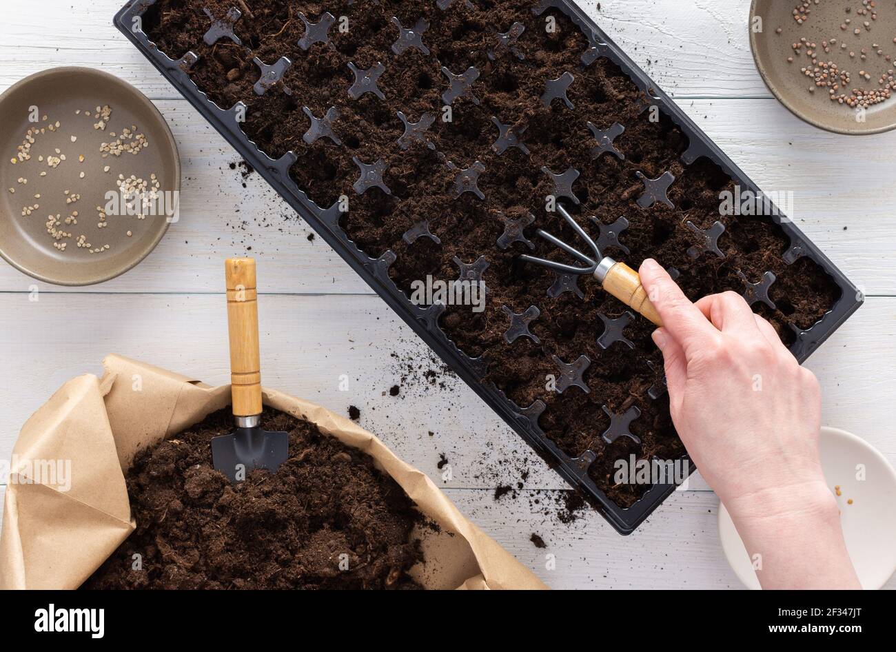 White mold seedlings hi-res stock photography and images - Alamy