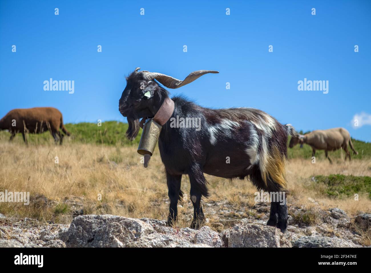 View of a mountain goat on field with a bell around their neck, in the ...