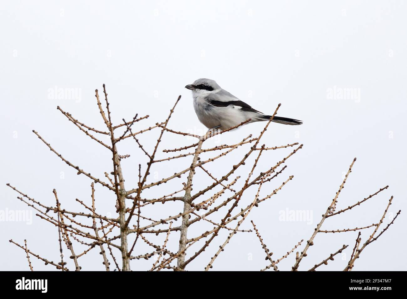 Great Grey Shrike Forest of Dean UK Stock Photo - Alamy