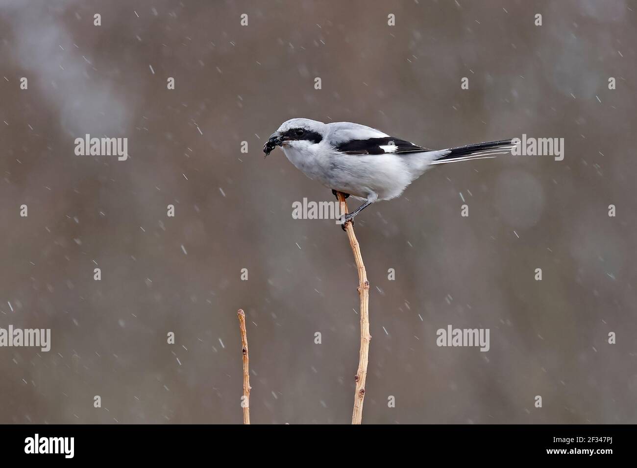 Great Grey Shrike with beetle Forest of Dean UK Stock Photo - Alamy