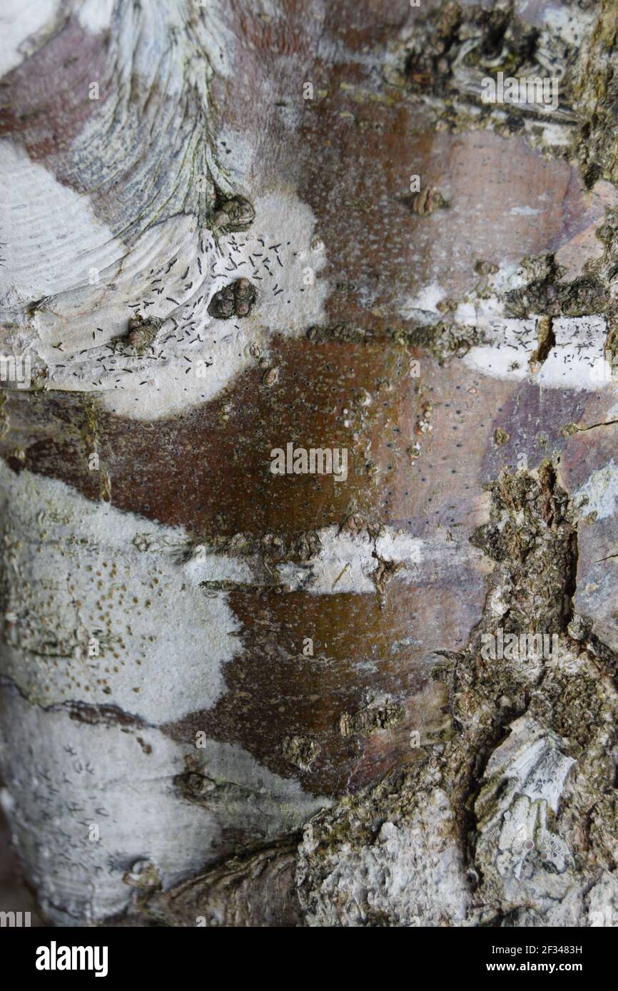 Dark bark hi-res stock photography and images - Alamy