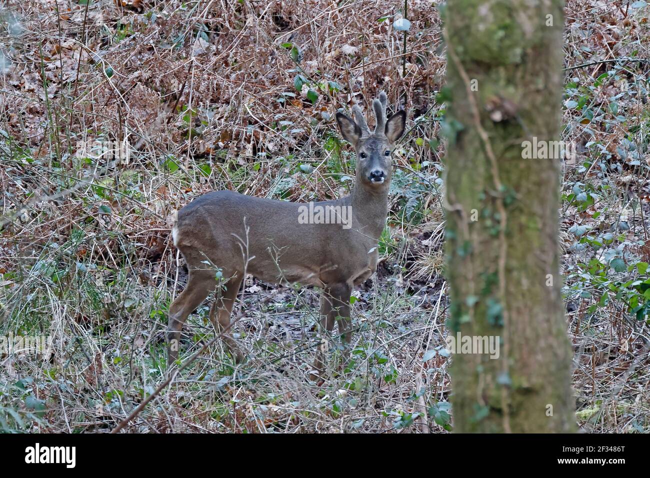 Male roe deer uk hi-res stock photography and images - Alamy