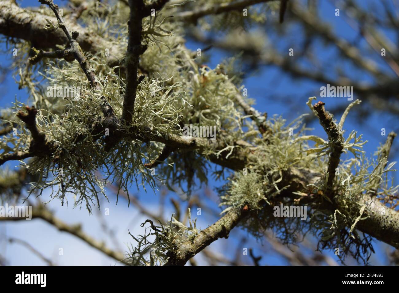 Fluffy moss on branches hi-res stock photography and images - Alamy