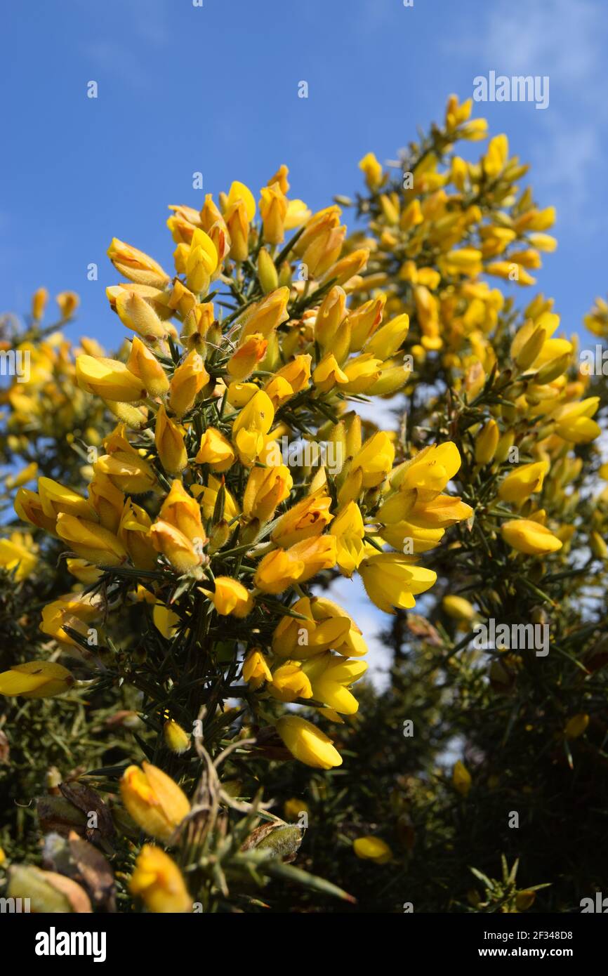 Yellow Gorse Blue Sky in portrait Stock Photo - Alamy