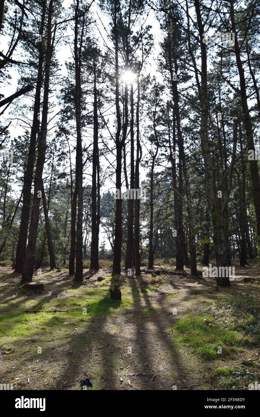 High pines in sunlight hi-res stock photography and images - Alamy