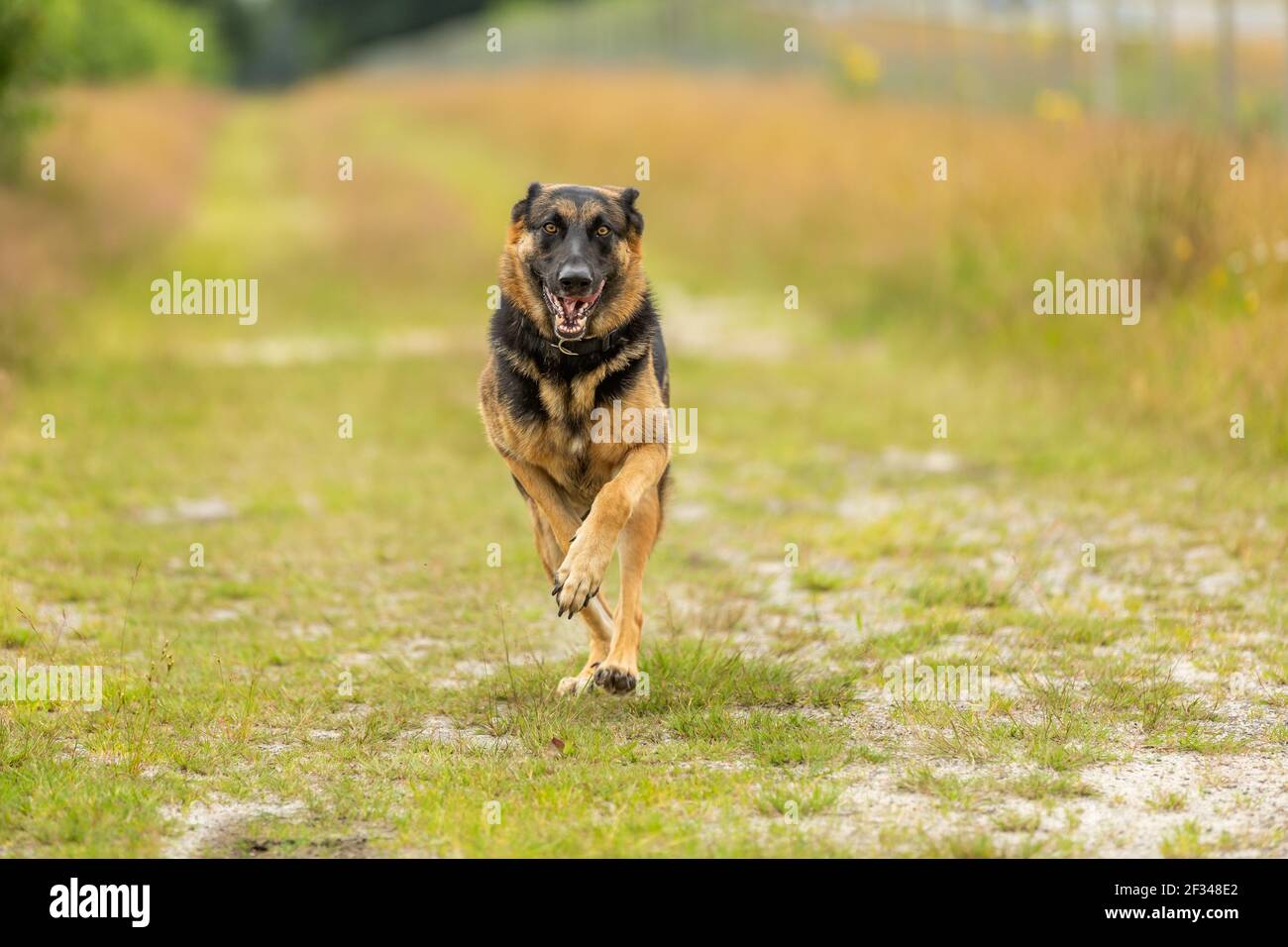German shepherd eyes close hi-res stock photography and images - Alamy