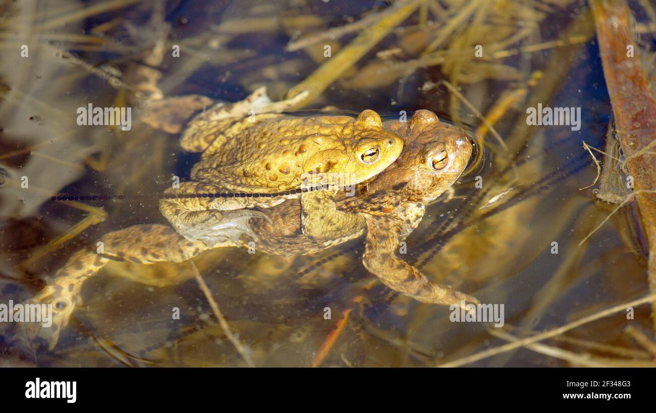 Common or European toad brown colored, Mating toads in the pond Stock ...