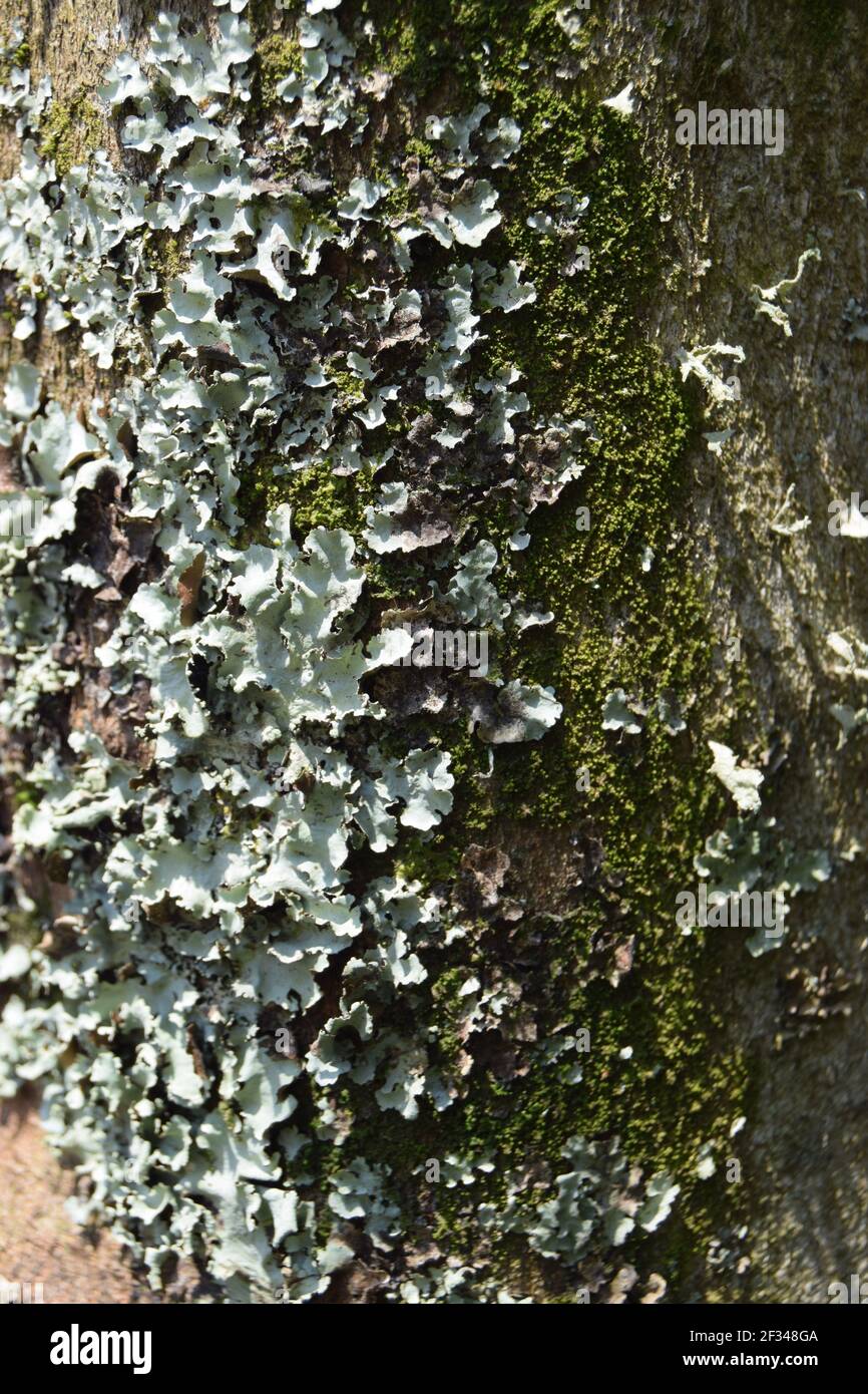 Grey lichen hi-res stock photography and images - Alamy