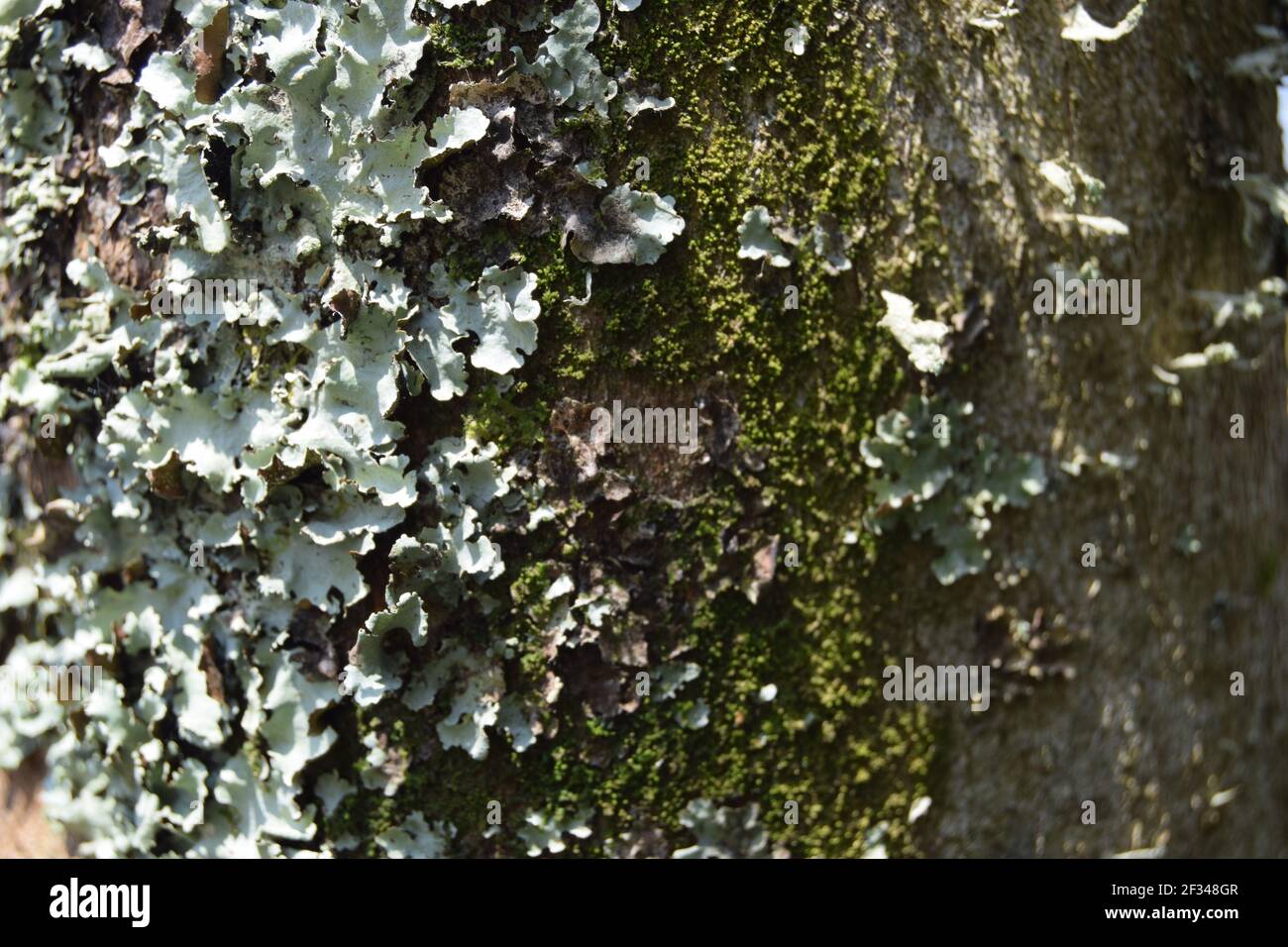 Grey lichen hi-res stock photography and images - Alamy
