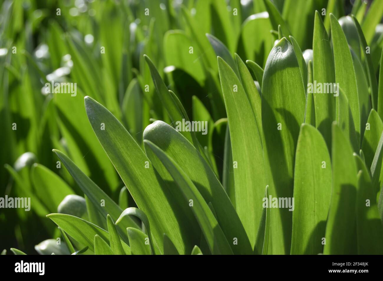 Vibrant spring growth in hi-res stock photography and images - Alamy