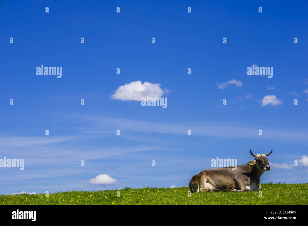 geography / travel, Germany, Bavaria, cow on the pasture, East Allgaeu ...