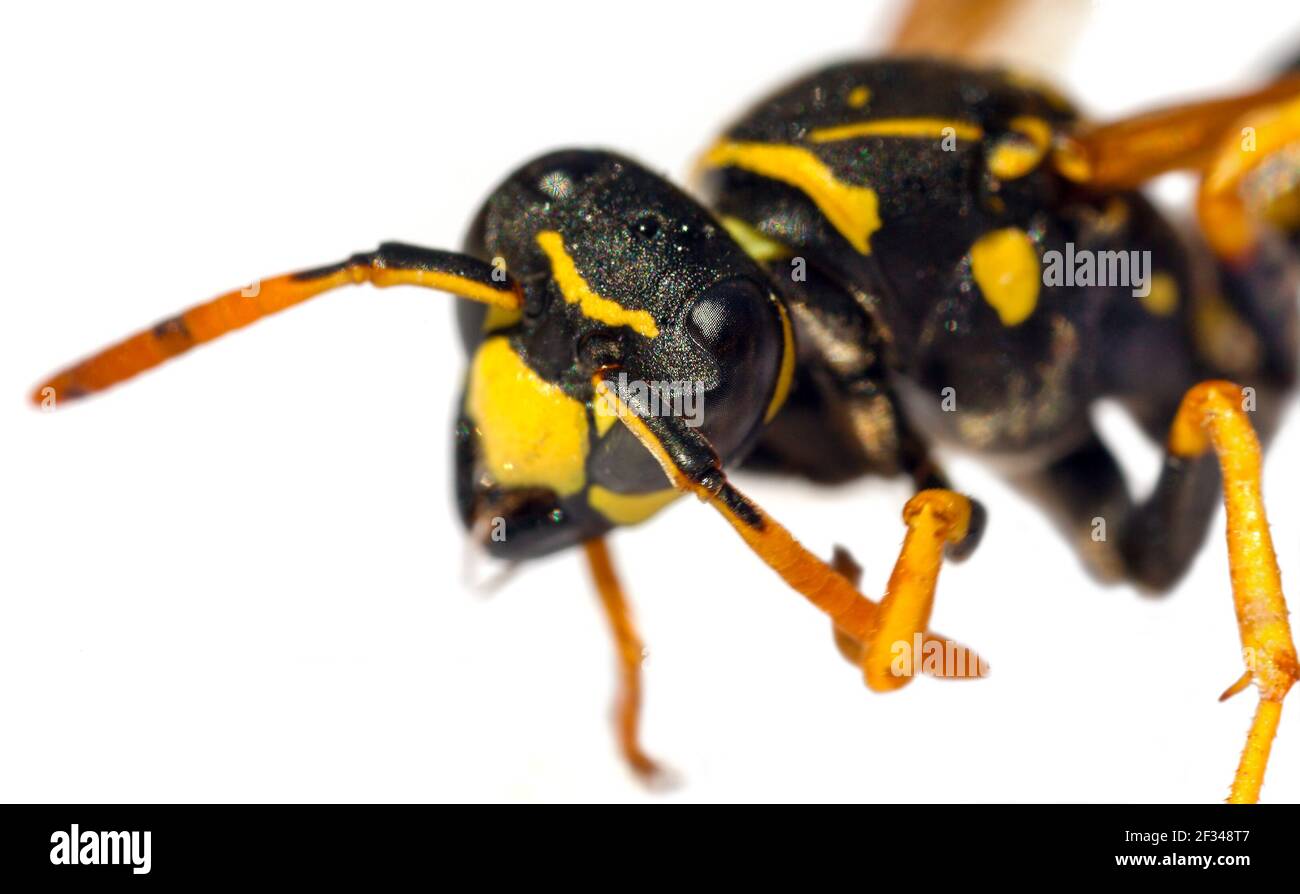 European common wasp German wasp or German yellow jacket isolated on ...