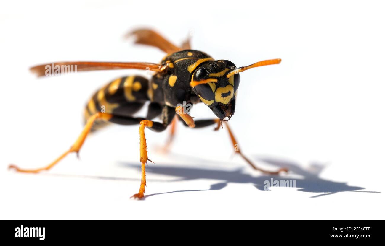 European common wasp German wasp or German yellow jacket isolated on ...
