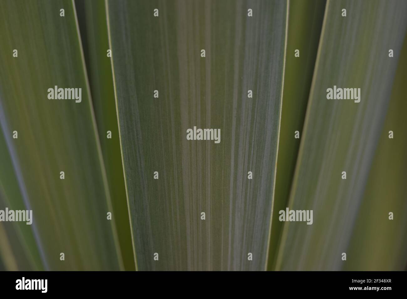 Yukka hi-res stock photography and images - Alamy