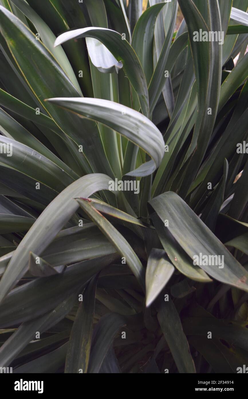 Backdrop of yukka leaves hi-res stock photography and images - Alamy