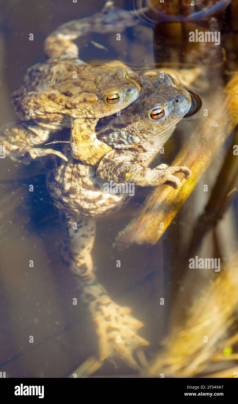 Common or European toad brown colored, Mating toads in the pond Stock ...