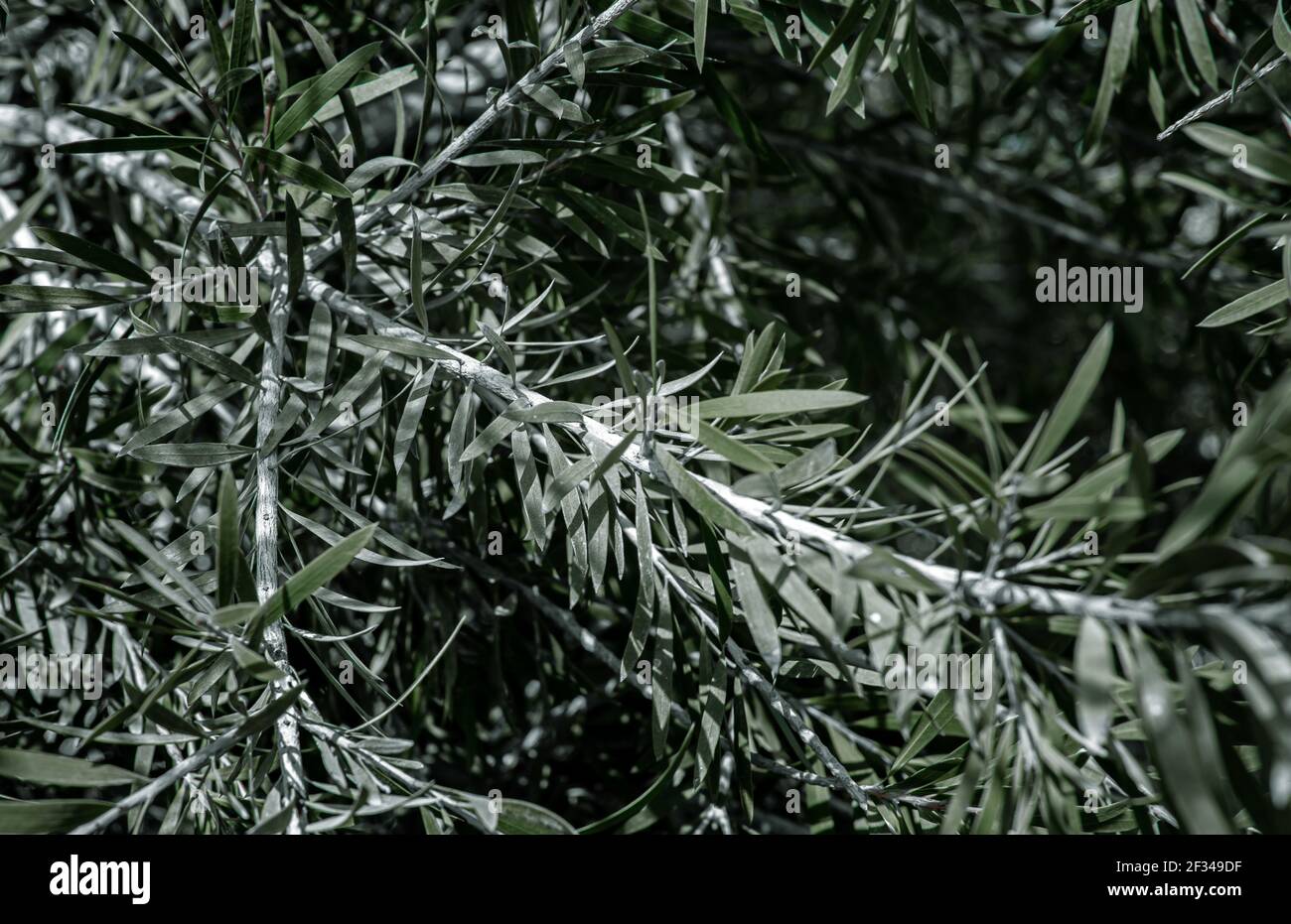 Natural olive tree leaves. Vegetation concept in hot climates Stock ...