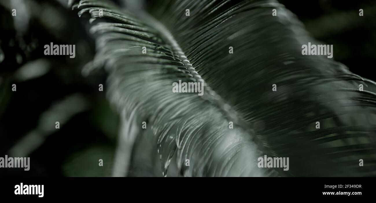 Tropical branches of palm trees with textured leaves. Vegetation ...
