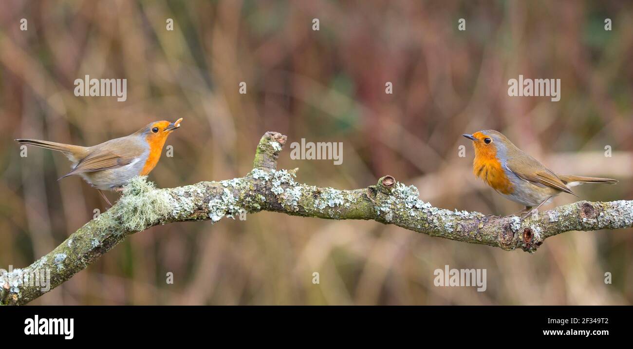 Robin mating pair hi-res stock photography and images - Alamy
