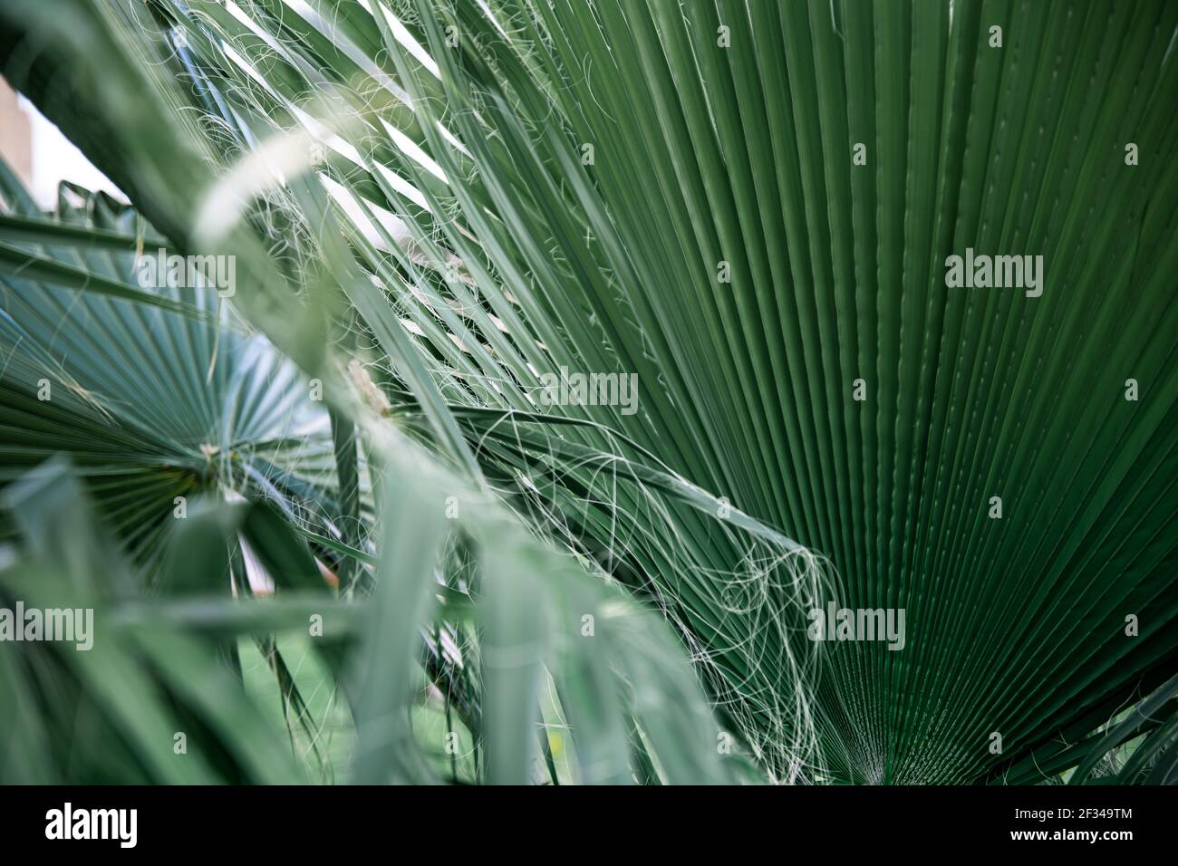 Close up green leaves textures, straight lines. Green palm leaf ...