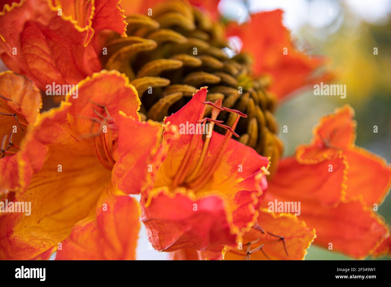 Close-up of red exotic flowers. Plants and flowers of Egypt Stock Photo ...