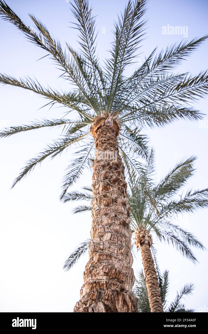 Tall tropical palm tree bottom view against the background of the sky ...