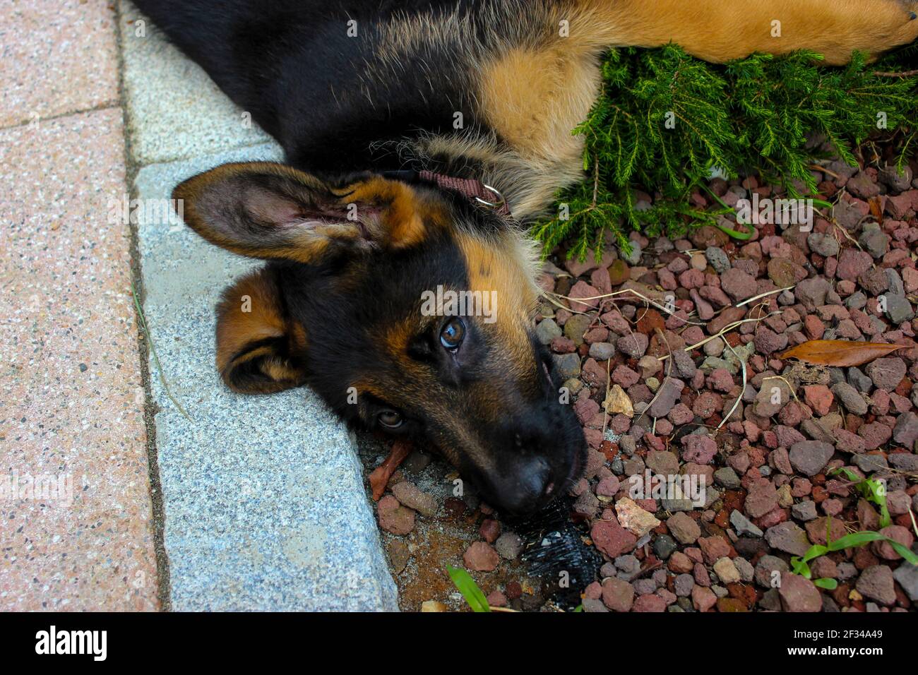 German shepherd puppy portrait staring at the camera, captured playing ...