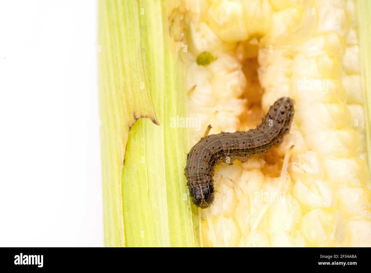 Fall armyworm on damaged corn with excrement Stock Photo - Alamy