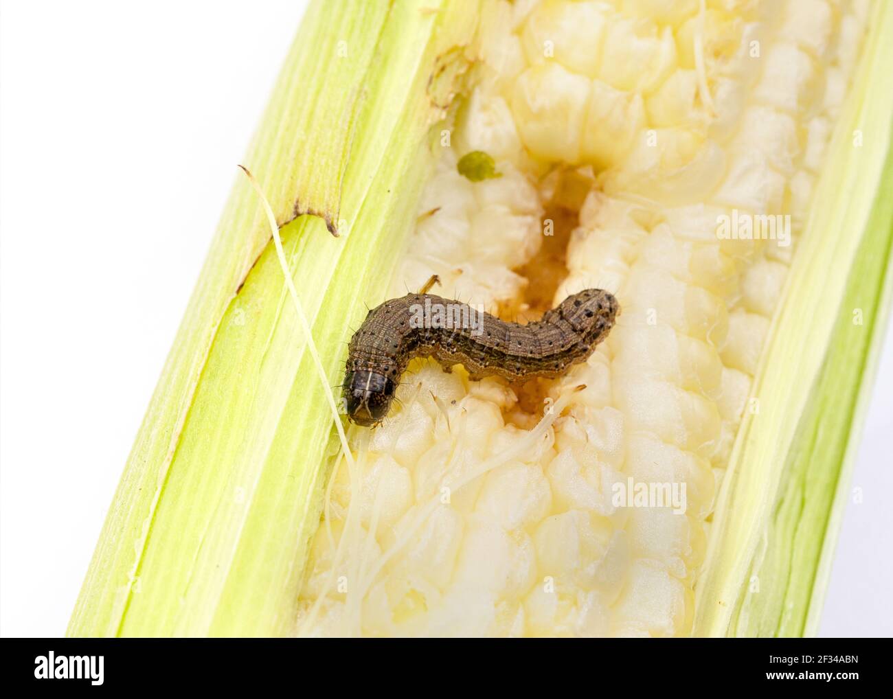 Fall armyworm on damaged corn with excrement Stock Photo - Alamy
