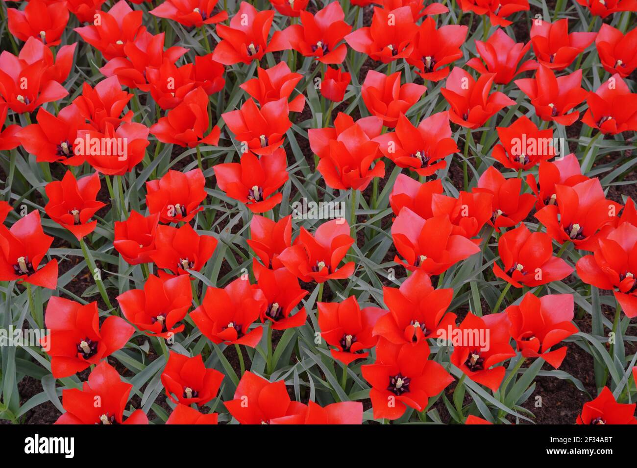 Tulip 'Red Hunter'Keukenhof Gatdens Netherlands PL001610 Stock Photo ...