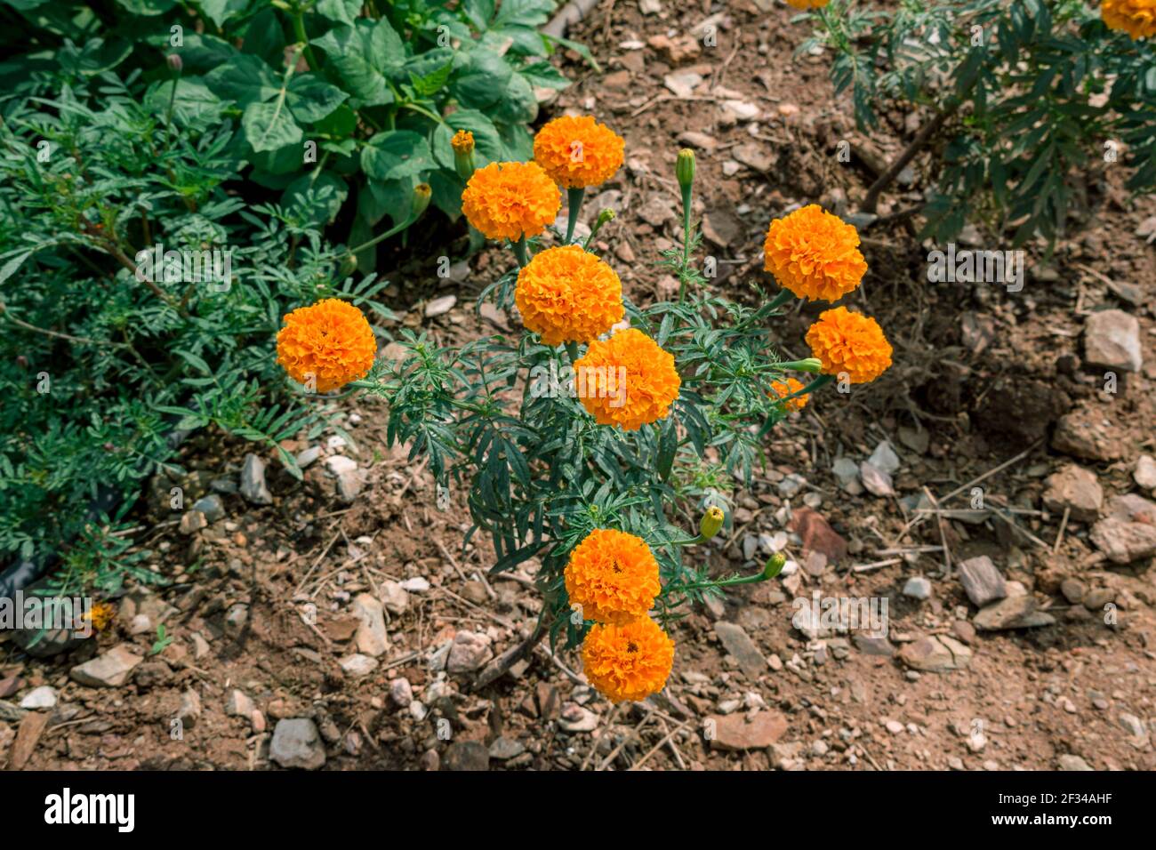 top angle shot of marigold flowers in the garden Stock Photo - Alamy