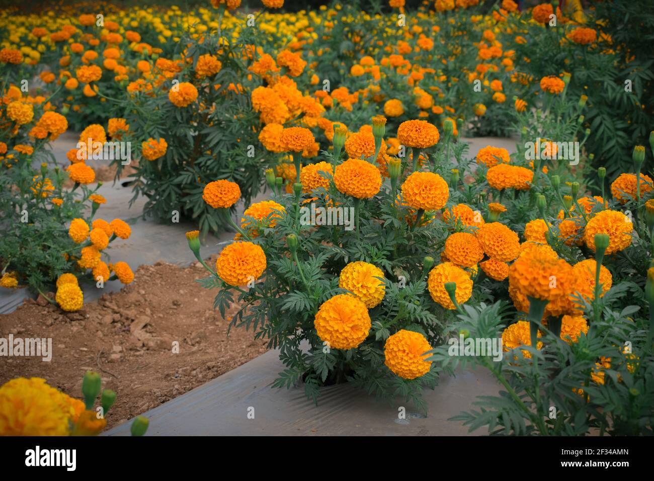 marigold flowers blooming in the garden Stock Photo - Alamy