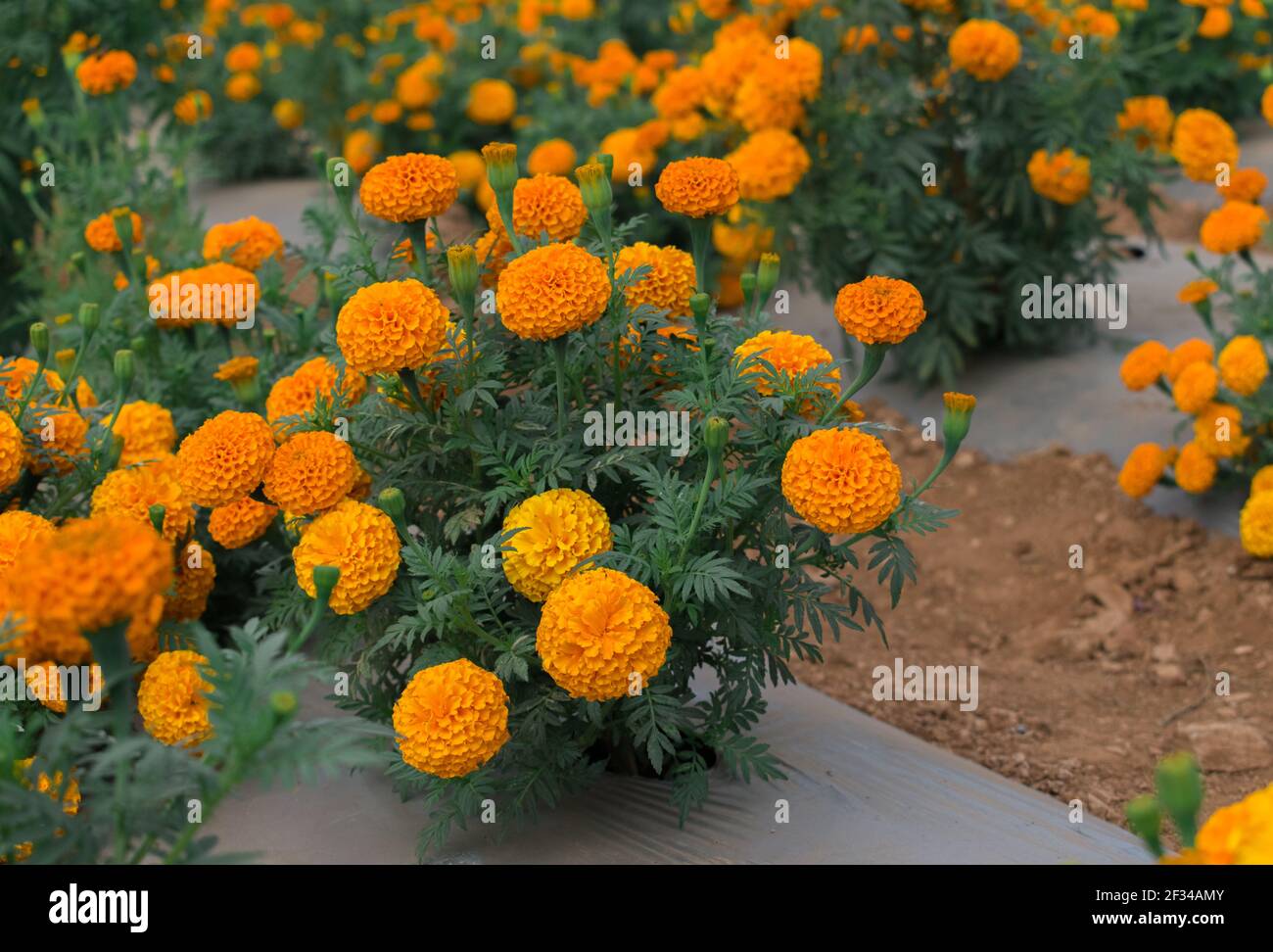 Chendu hoovu hi-res stock photography and images - Alamy