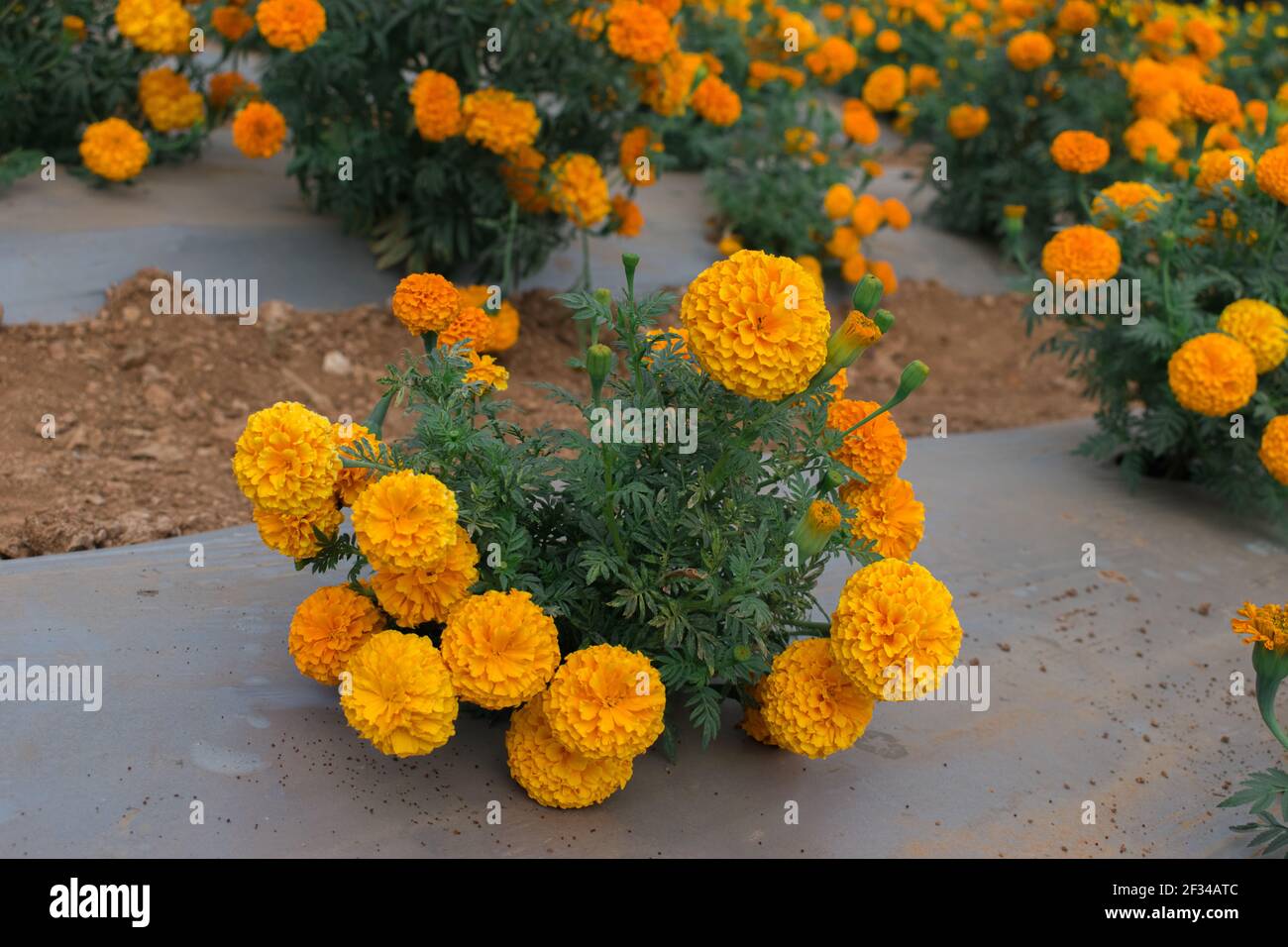 marigold flowers blooming in the garden Stock Photo - Alamy