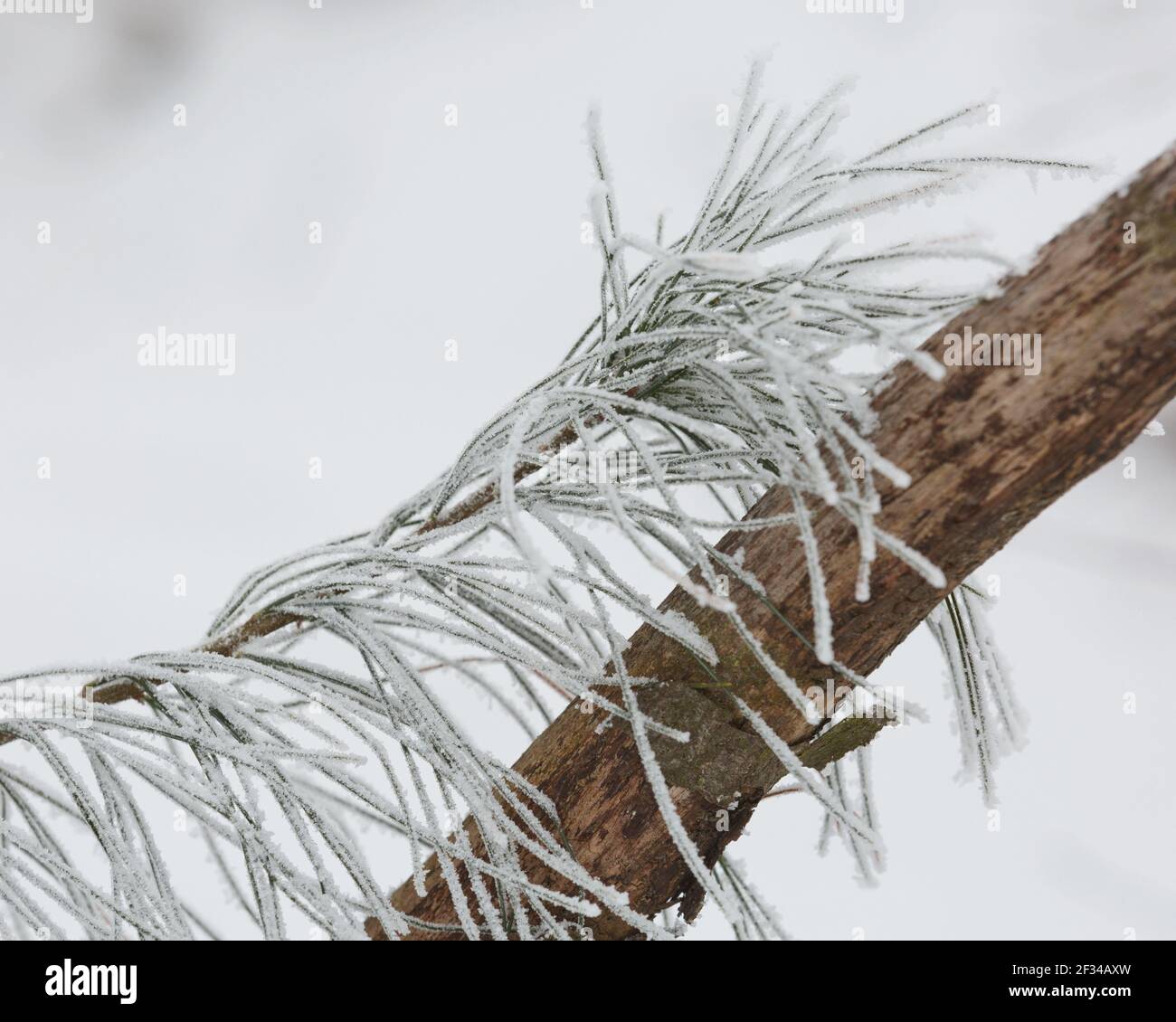 Frozen bushes hi-res stock photography and images - Alamy