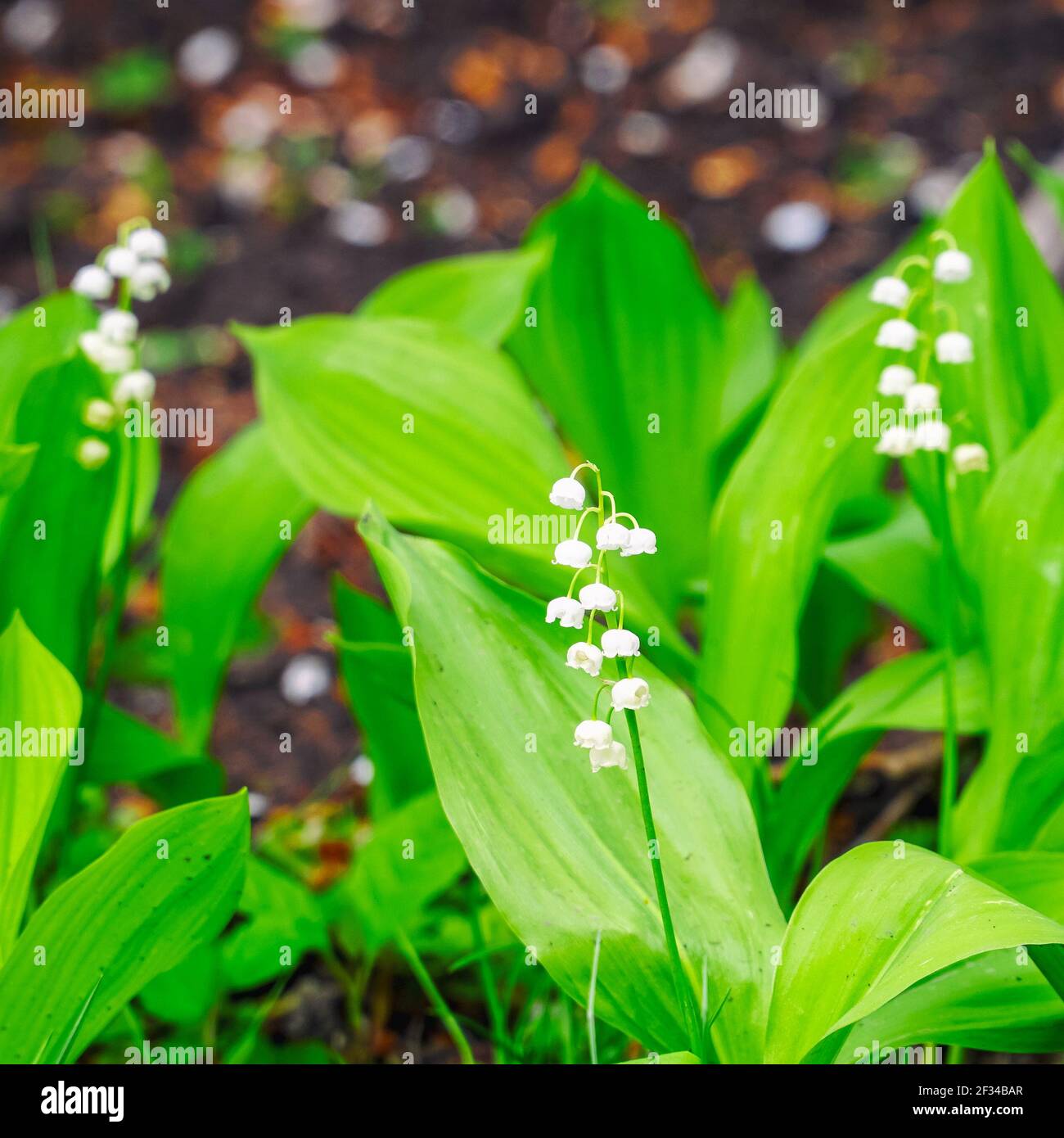 White Lily of the valley flowers on a natural background. Selective ...