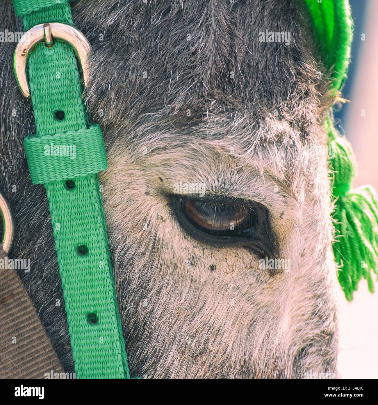 Portrait of a gray donkey in a bridle Stock Photo - Alamy