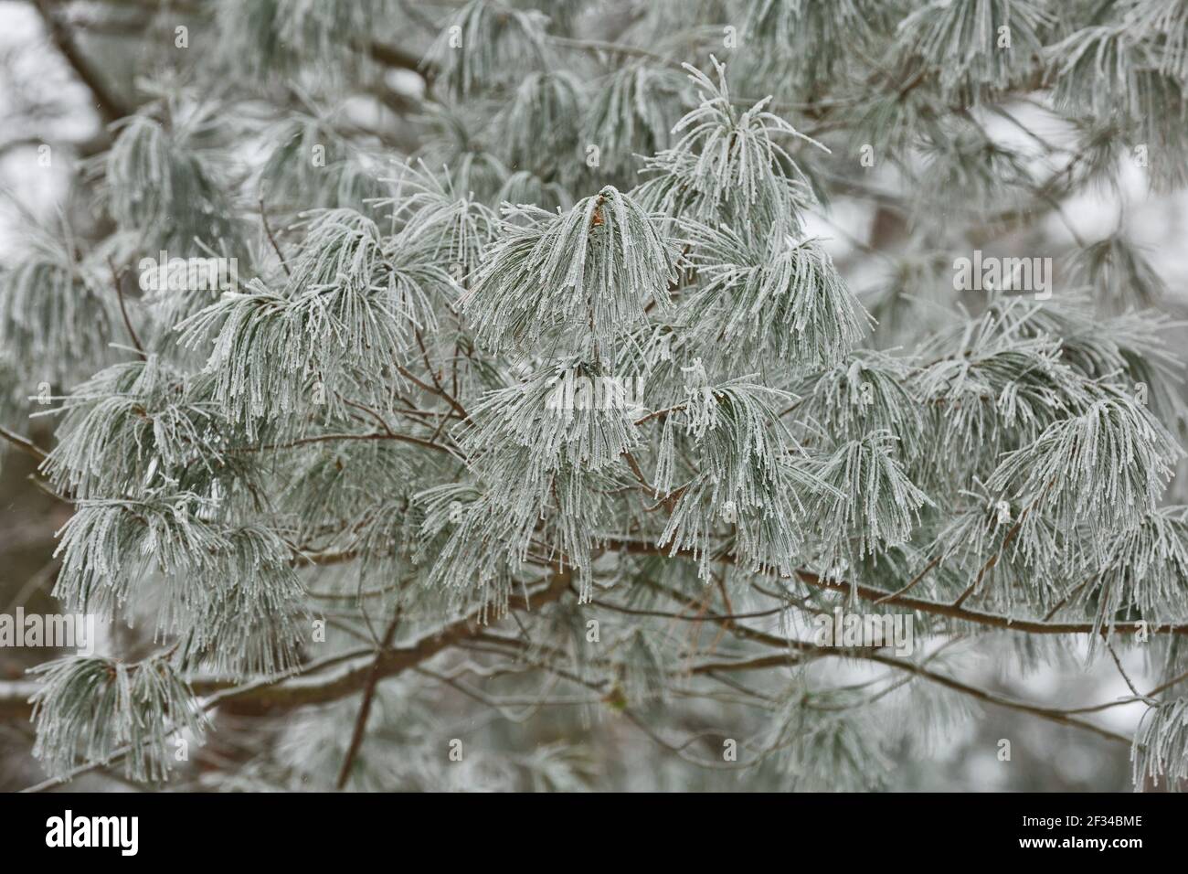 Branches of frozen bushes covered by snow iduring the winter in Czech ...