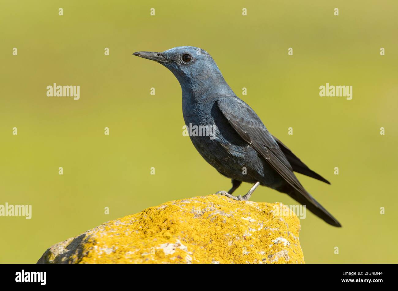 Blue rock thrush male in rutting plumage with the last light of day in ...