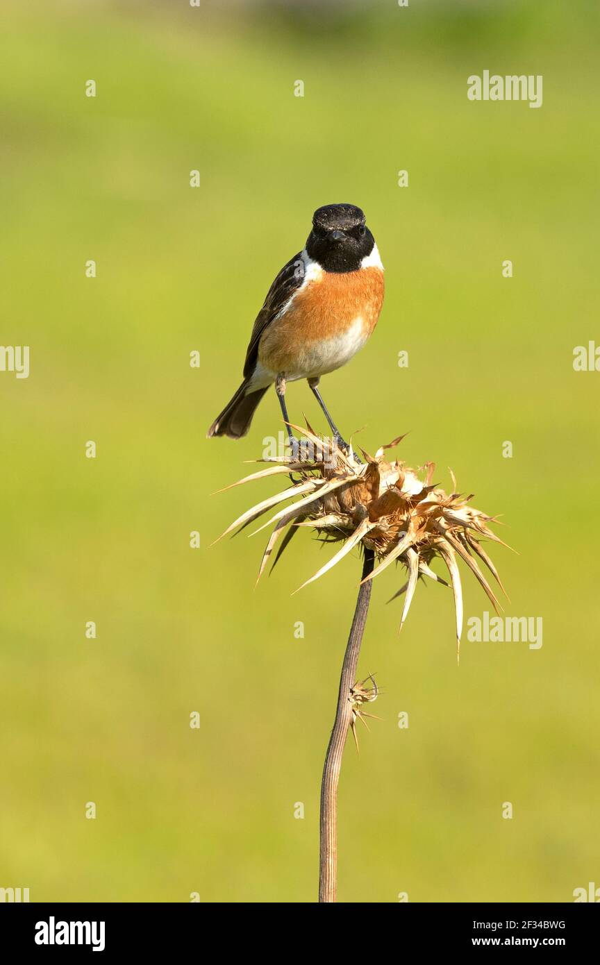 Common stonechat bird hi-res stock photography and images - Alamy