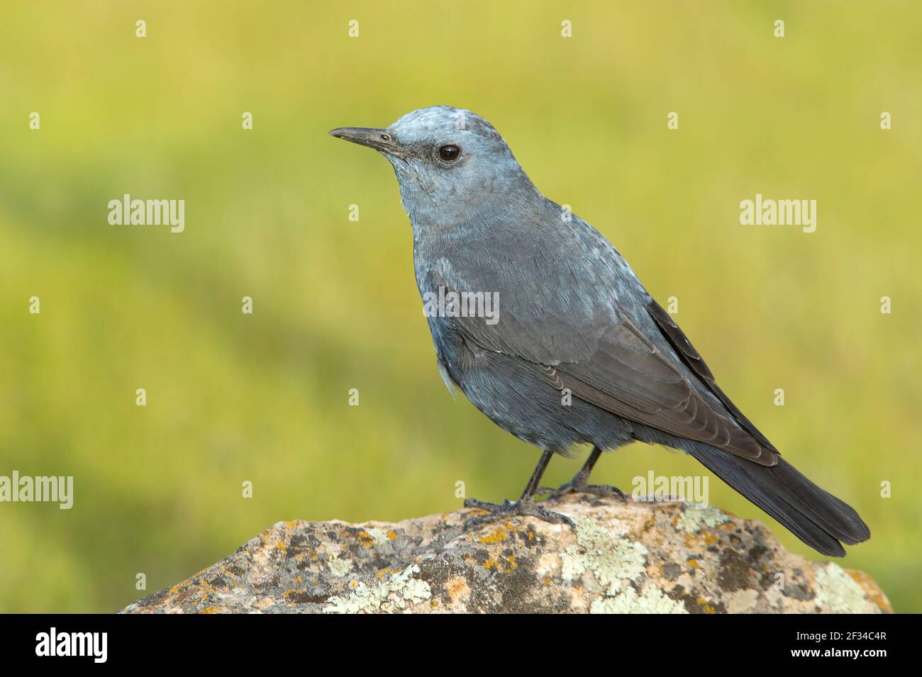 Blue rock thrush male in rutting plumage with the last light of day in ...