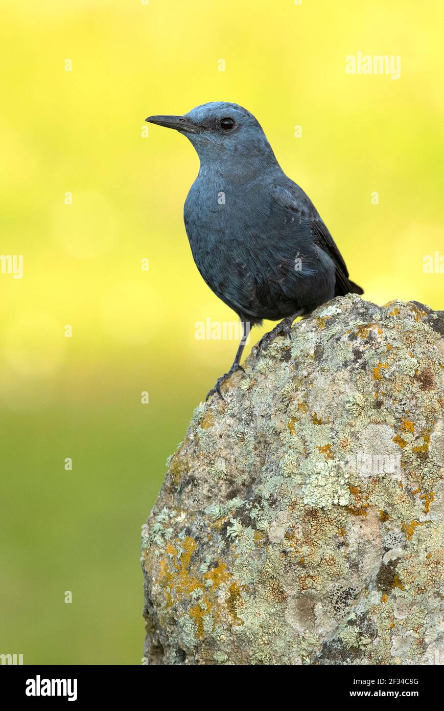 Blue rock thrush male in rutting plumage with the last light of day in ...