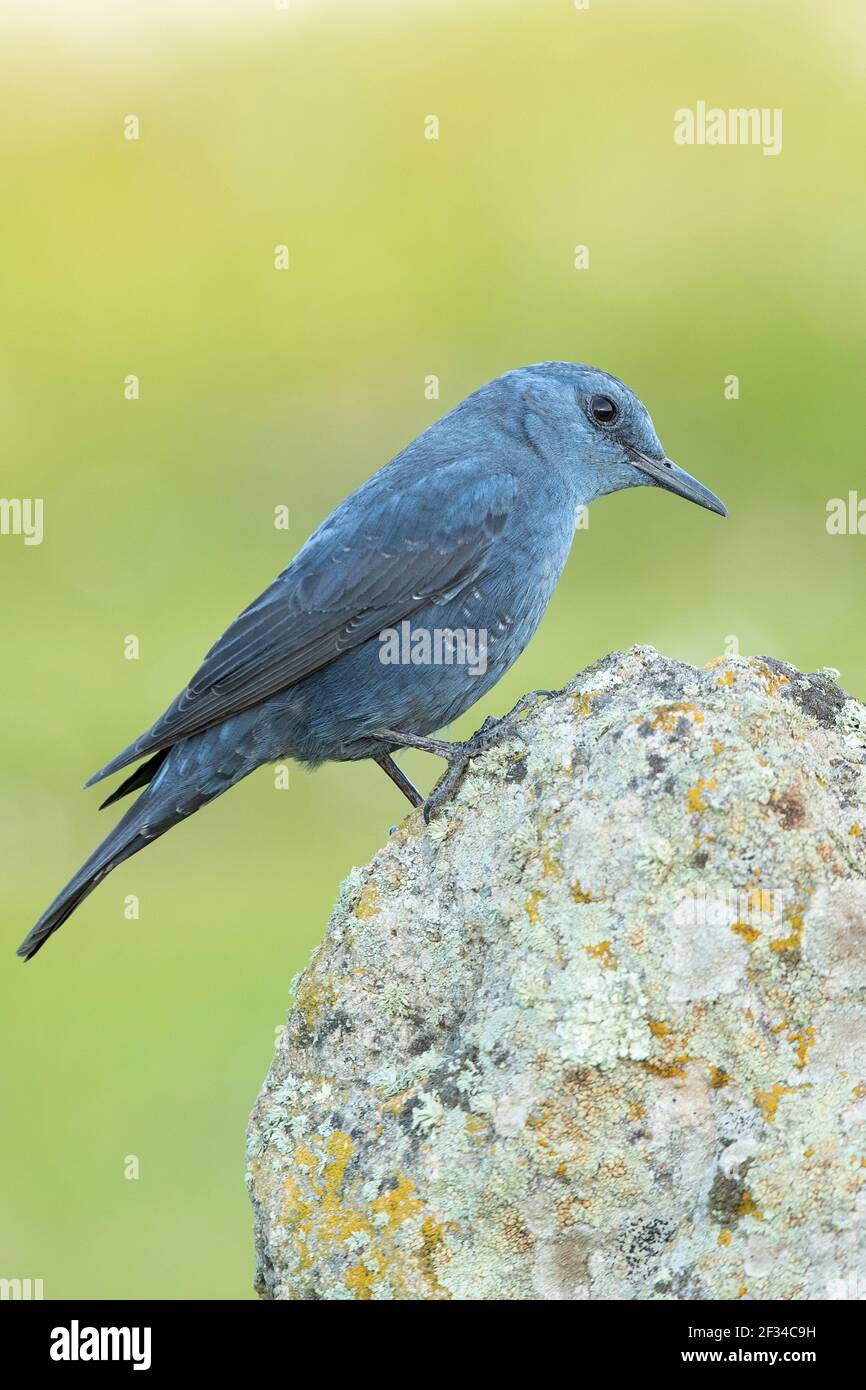 Blue rock thrush male in rutting plumage with the last light of day in ...